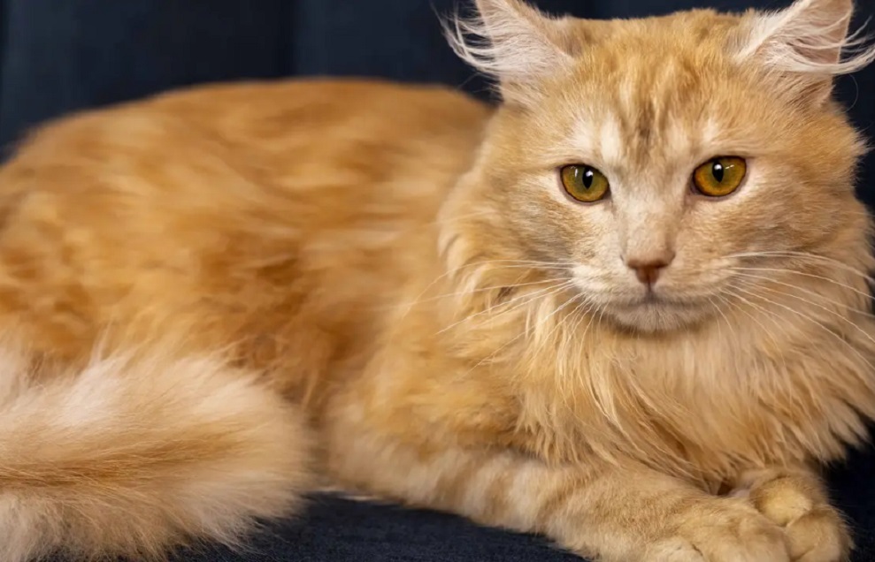El gato más lindo del mundo vive en Brescia, Italia - Uniradio Informa ...