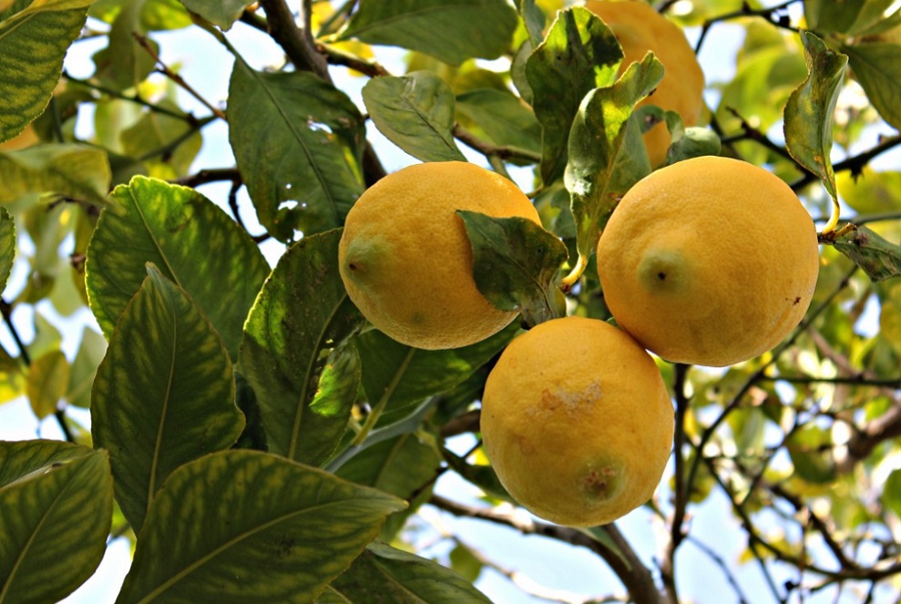 El consuelo de la naranja lima - Uniradio Informa Sonora